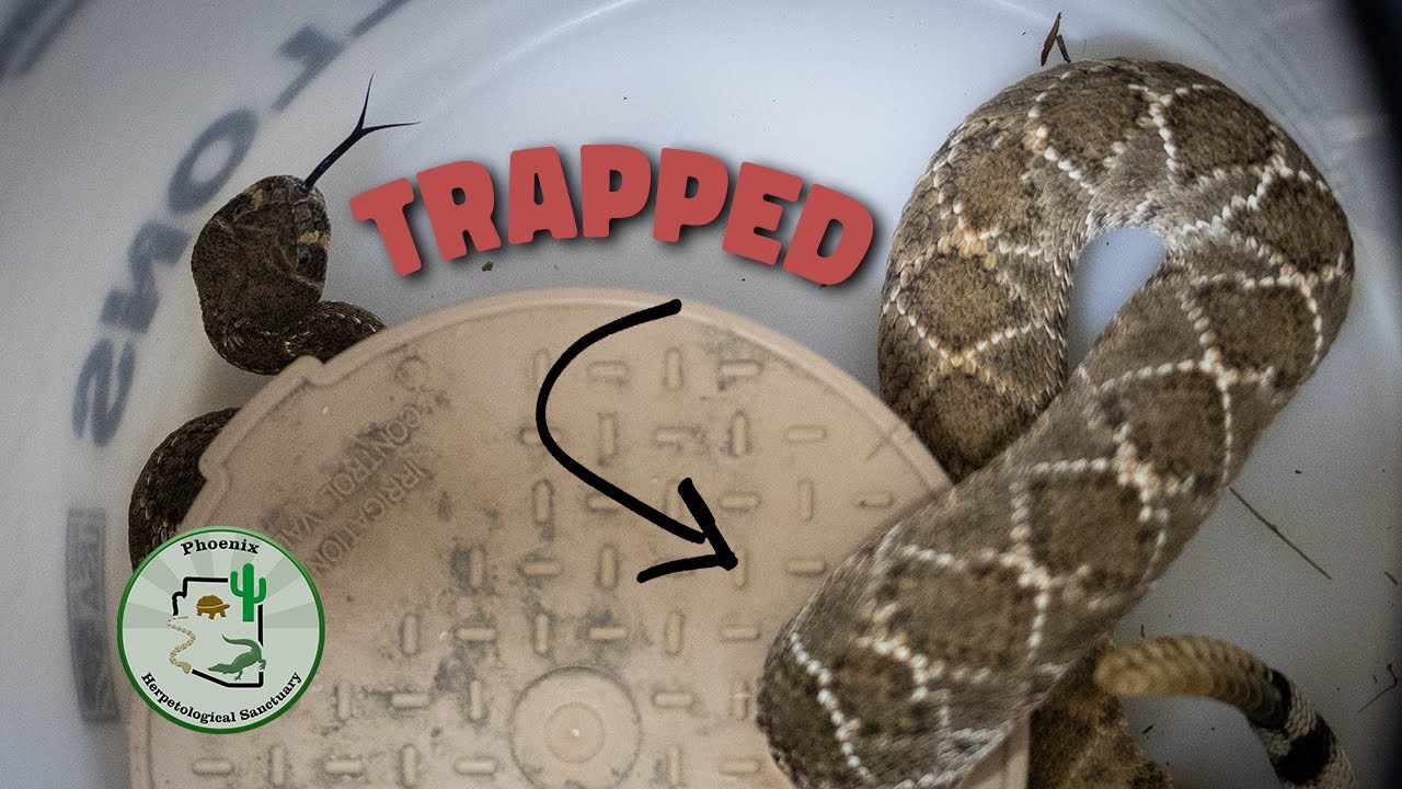 Rescuing a rattlesnake STUCK in a lid! - YouTube