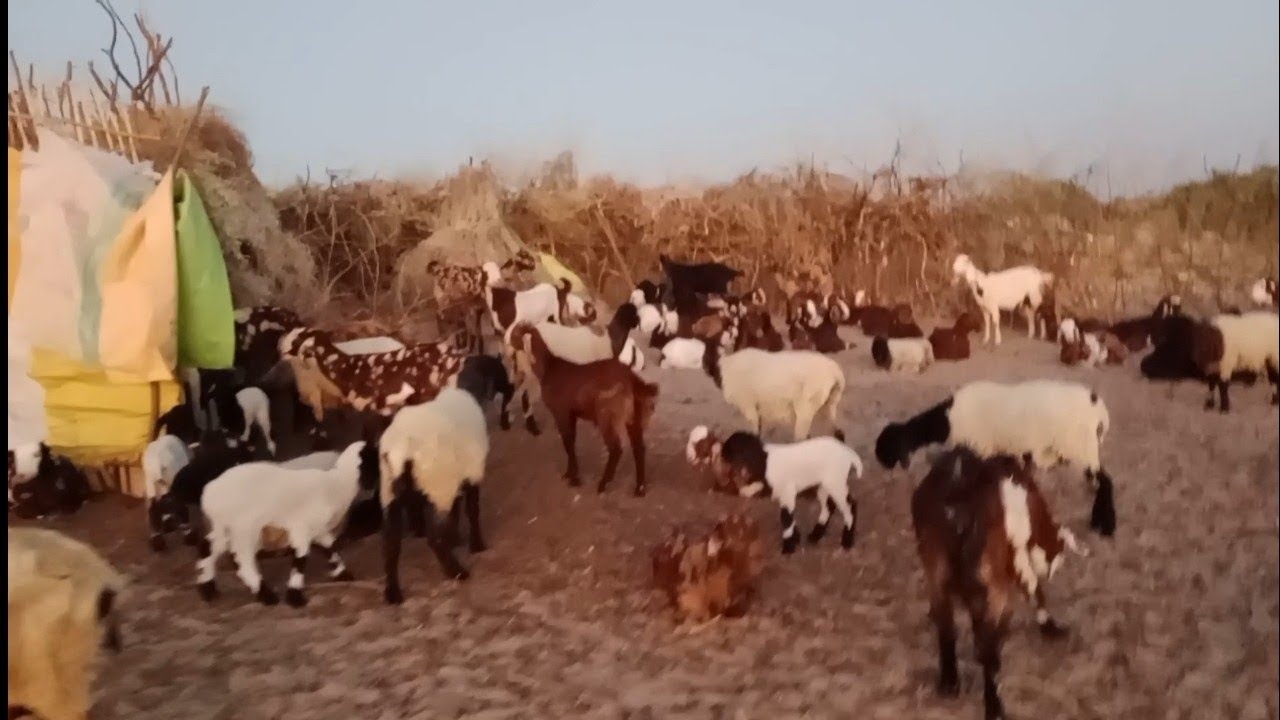 Goats and Sheep Farm: Goat and Sheep at farm in evening time - YouTube