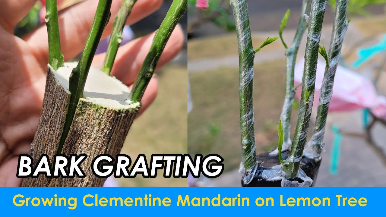 Funteck 2-in-1 Grafting Tools Pruner Kit, V-graft Omega-graft and U ...