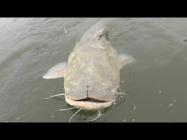 Are Flathead Catfish Good To Eat