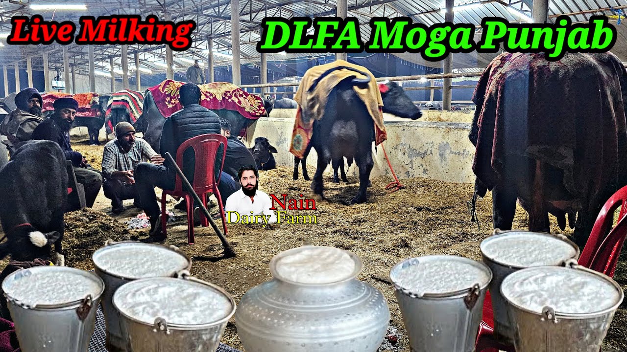 🔴 Live Milking DLFA Competition in Moga Punjab Nain Dairy Farm - YouTube