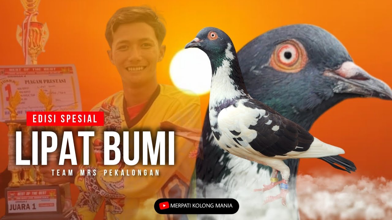 EDISI SPESIAL Merpati LosS Atas Tusuk Bawah ‼️ LIPAT BUMI Keponakan ...