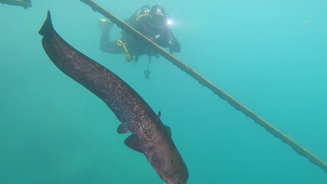 Sumy z Zakrzówka / Catfish's from Zakrzówek quarry - YouTube