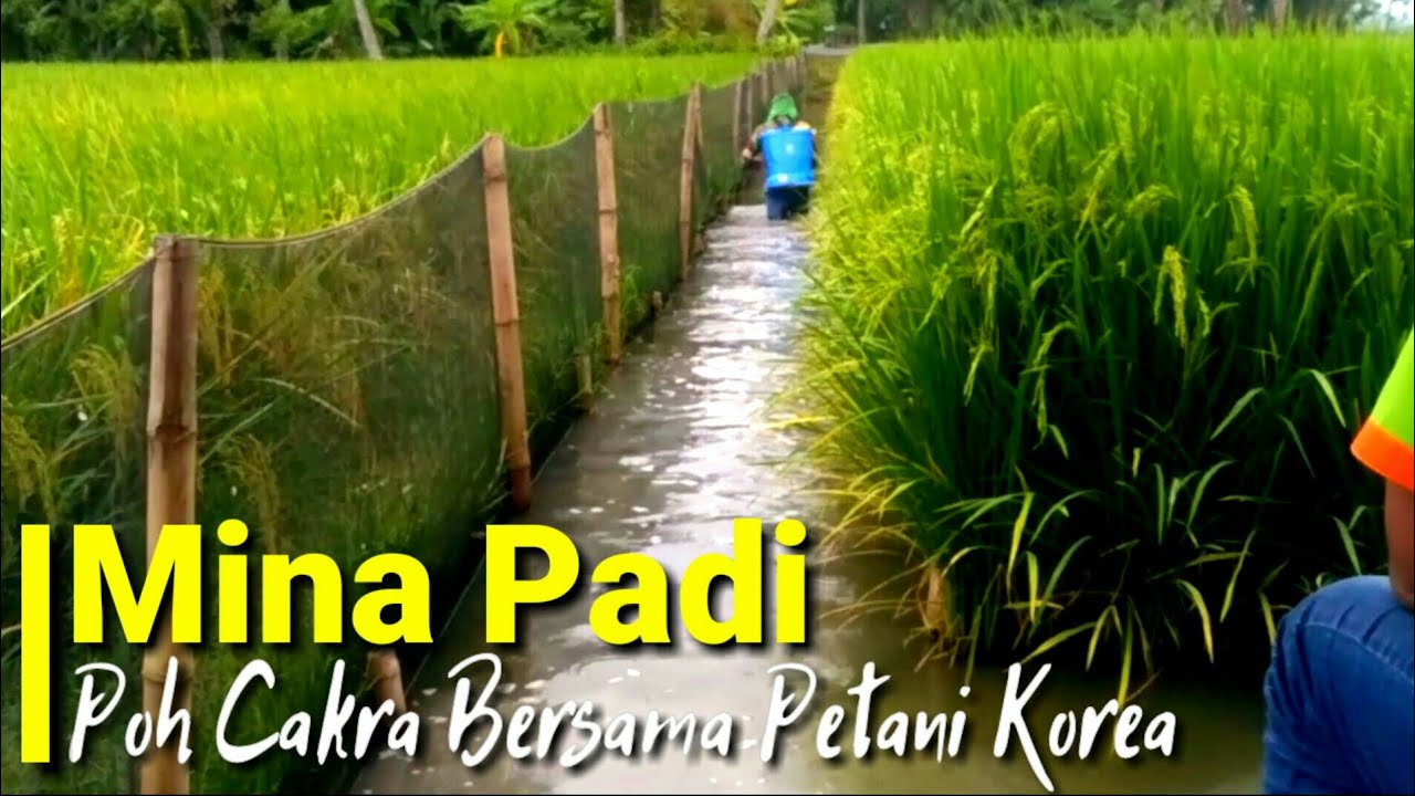 MINA PADI KISAH SUKSES PETANI KREASI SEKALI PANEN UNTUNG BERLIPAT GANDA ...