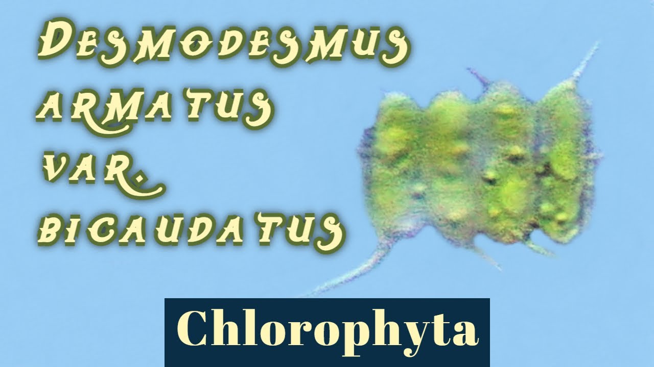 Desmodesmus armatus var. bicaudatus (Chlorophyta = Green algae) - YouTube