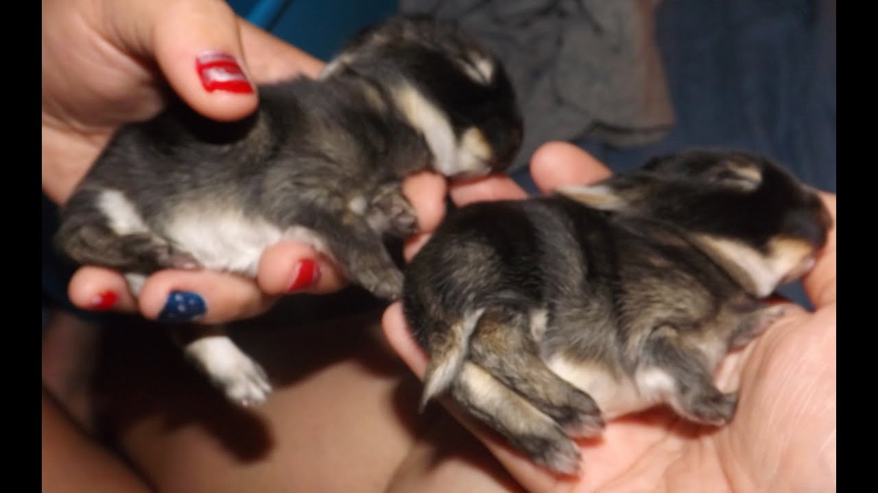 Our Two Week Old Baby Rabbits - YouTube