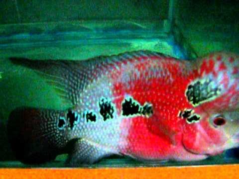 Thai zz Flowerhorn - YouTube