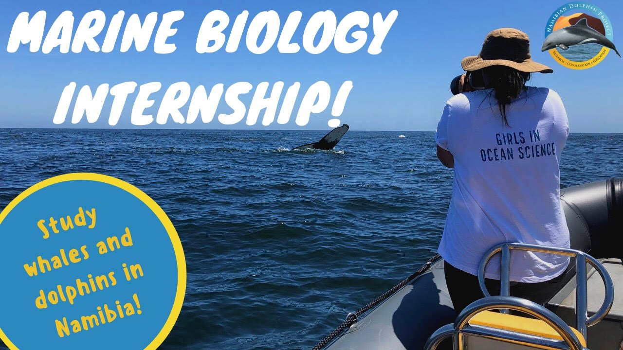 Marine Biology Internship with the Namibian Dolphin Project - YouTube