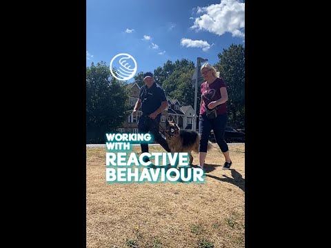 Helping a reactive dog ❤️‍🔥 ❘ Residential Training Programme