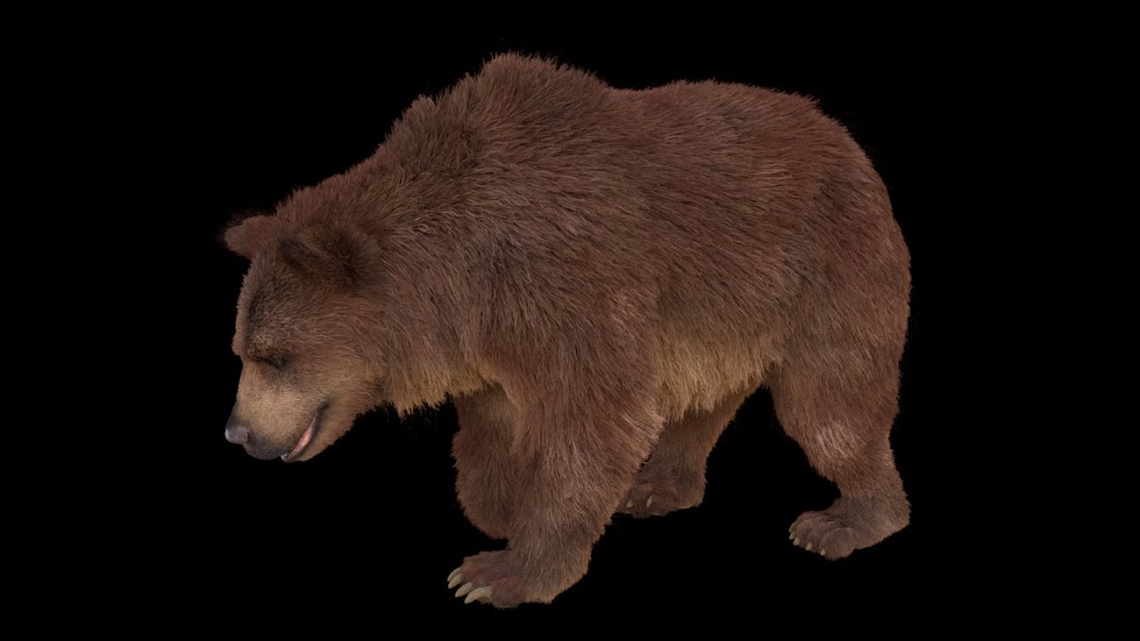 Bear Groom and Dynamics - YouTube