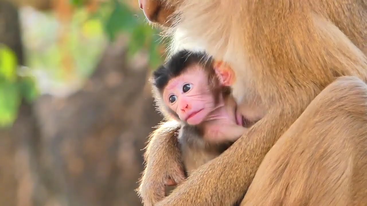 So Poorly And Pitifully....The Monkey BB Got Poor Health And No Milk As Mother Not Give Milk Yet ...