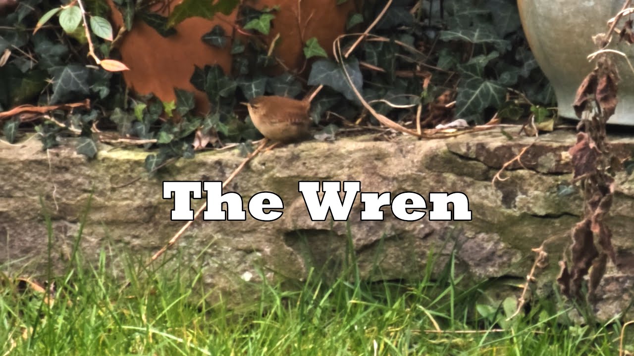 The Tiny Wren - YouTube