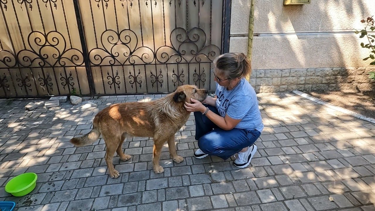 Street Dog’s Eyes were Begging for Help… - YouTube