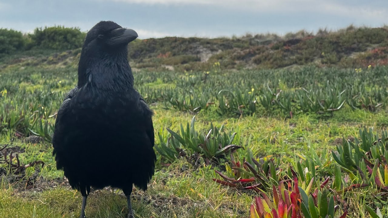 Raven Shorts Recap Ocean Beach San Francisco - YouTube
