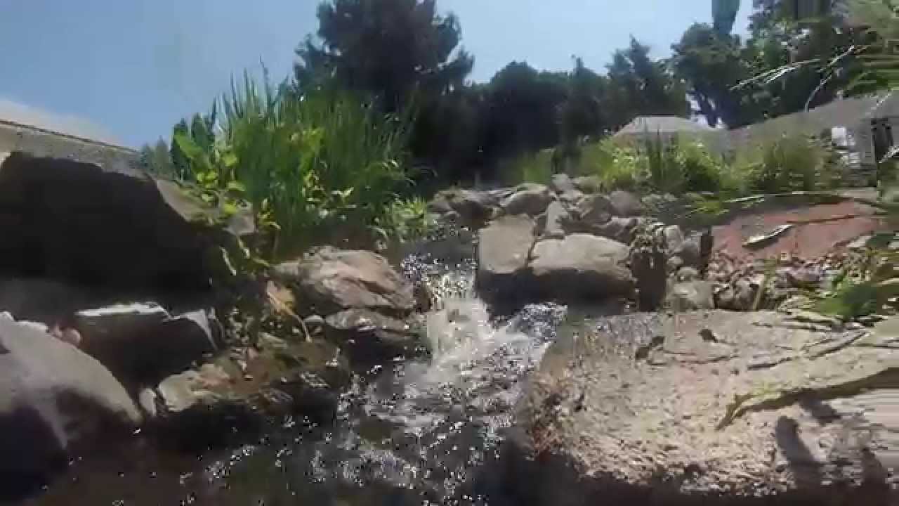 Natural Backyard Ecosystem Fish & Koi Pond - YouTube