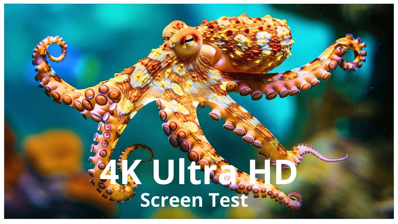 🌍 4K Ultra HD Screen Test - Unleash the Full Potential of Ultra HD! 🚀 ...