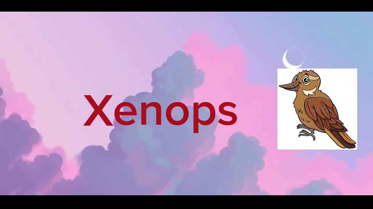 Learn Birds ABCs X is for Xenops - YouTube