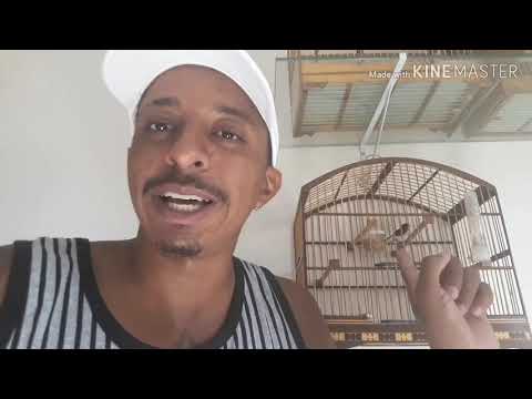 bigodinho se reculperando bem da muda encroada