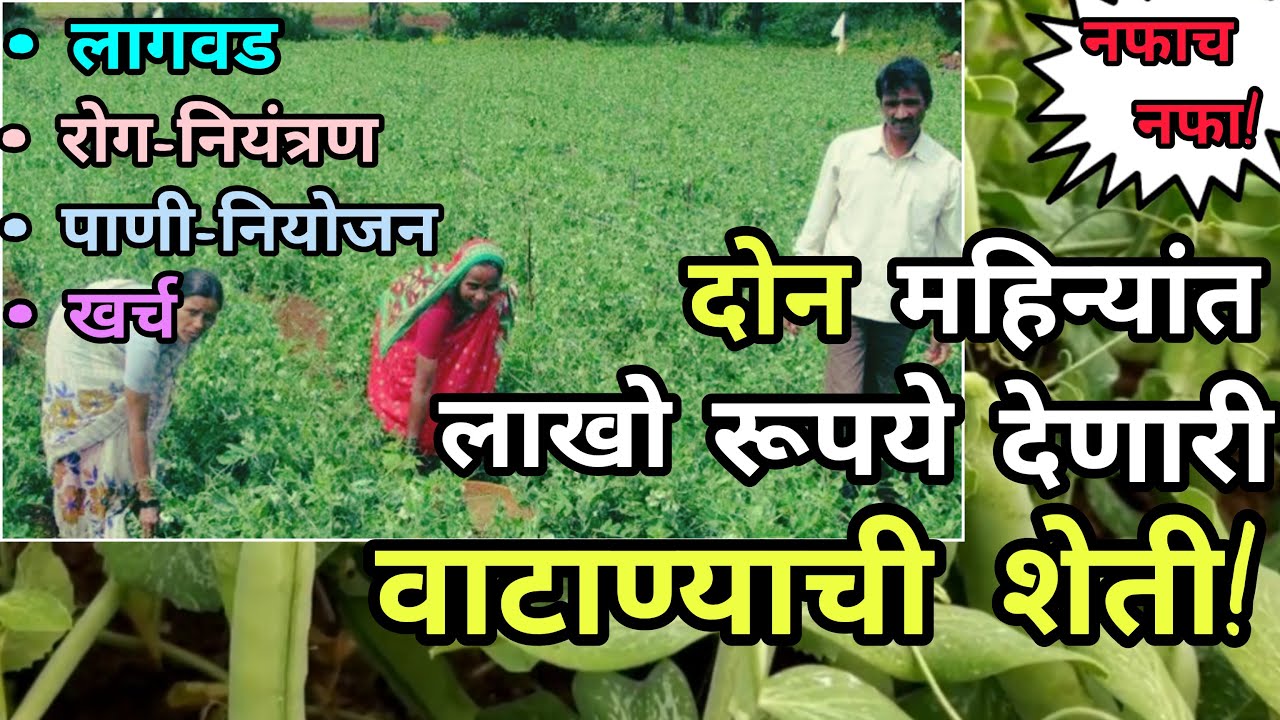 वाटाणा लागवड | vatana lagvad mahiti | peas farming in marathi | वाटाणा ...