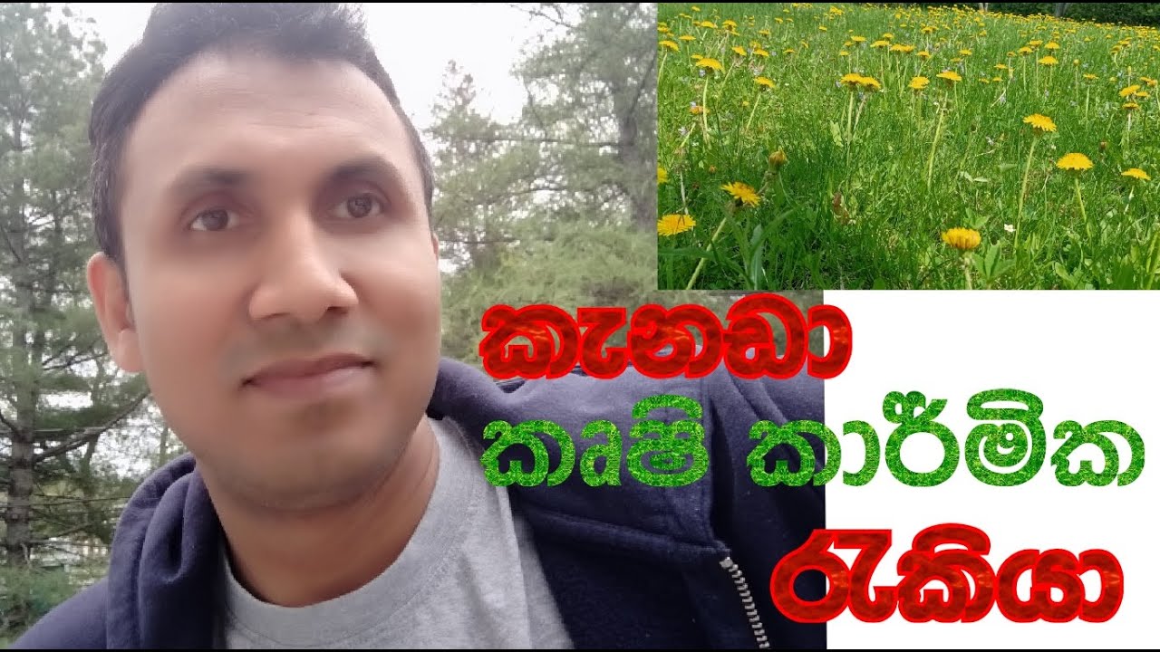 AGRICULTURAL JOBS IN CANADA YouTube agricultural-jobs-in-canada-youtube