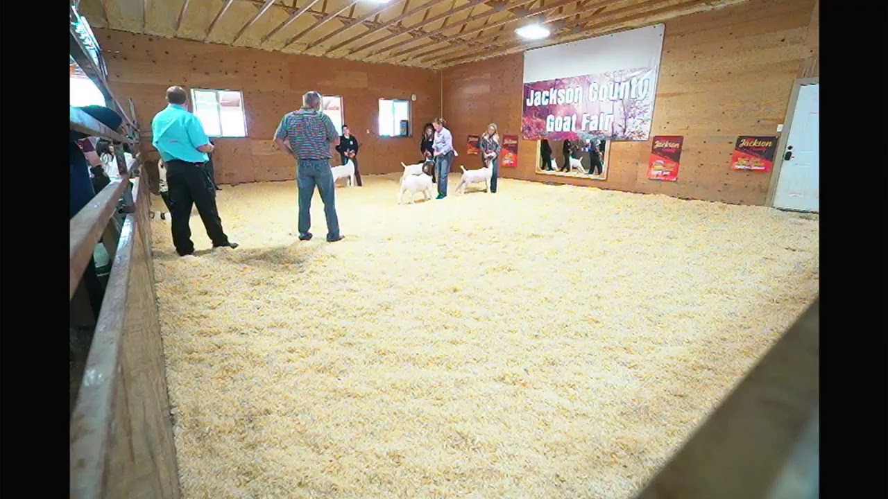 Jackson County 4-H and FFA Market Goat Show (Prt 1) - YouTube