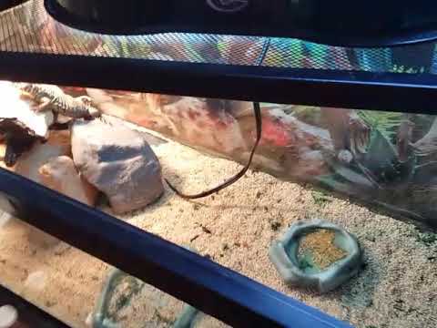 Ocellated uromastyx habitat setup care how to - YouTube