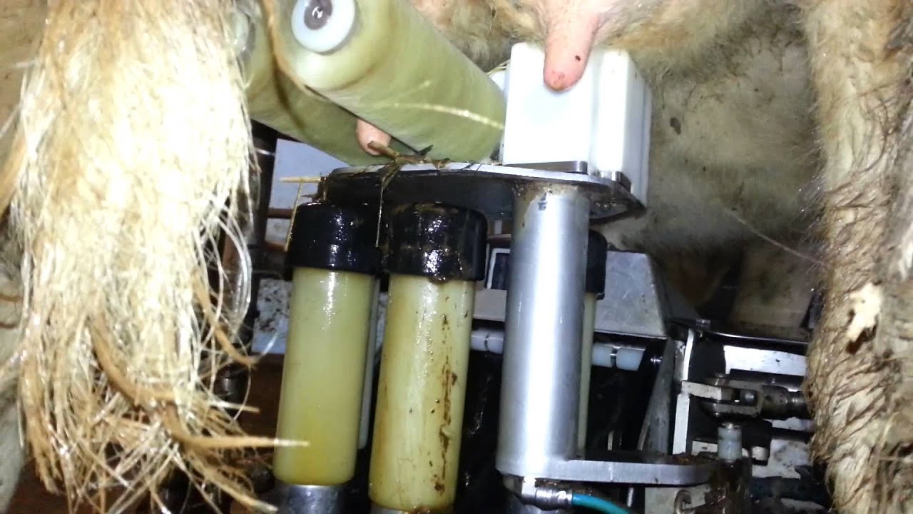 Lawrenny Farms robot milker. Fullwood Merlin. - YouTube