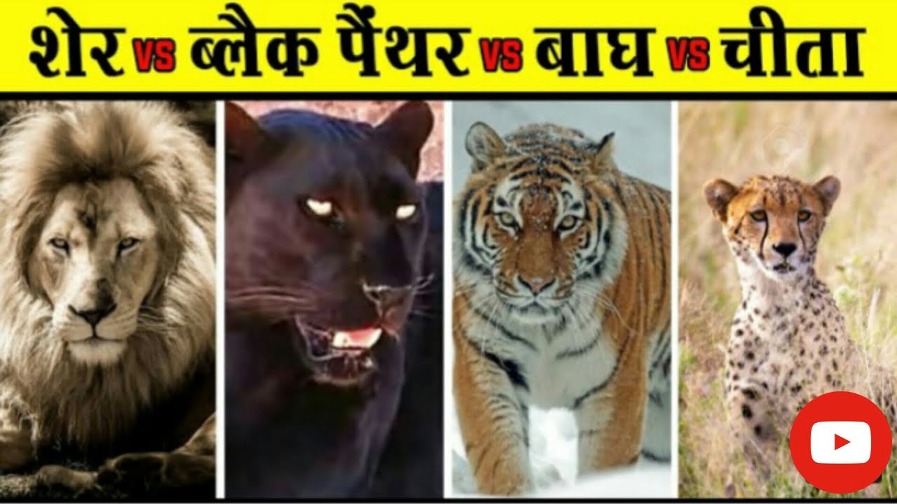 sher tiger cheetahoo=☆😇😗 - YouTube