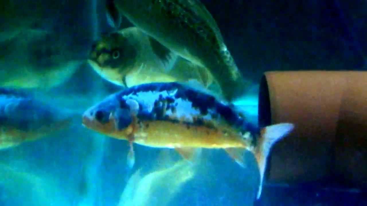 BLUE SHUSUI KOI CARP 2 - YouTube