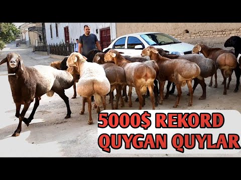 OSIYODA REKORD QUYGAN QUYLAR