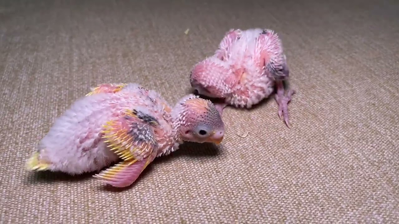 Inseparable parrot chicks - YouTube