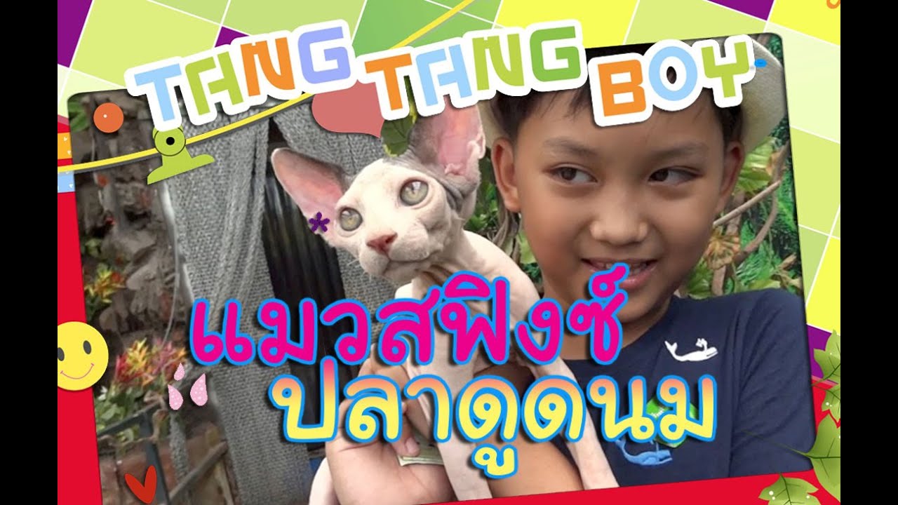 แมวสฟิงซ์ ปลาดูดนมขวด tang tang boy - YouTube