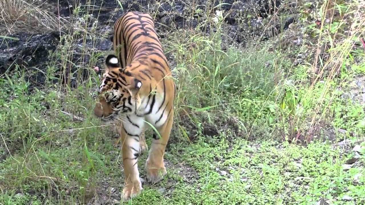 Tiger Eating Grass, Biological Park, Udaipur - YouTube