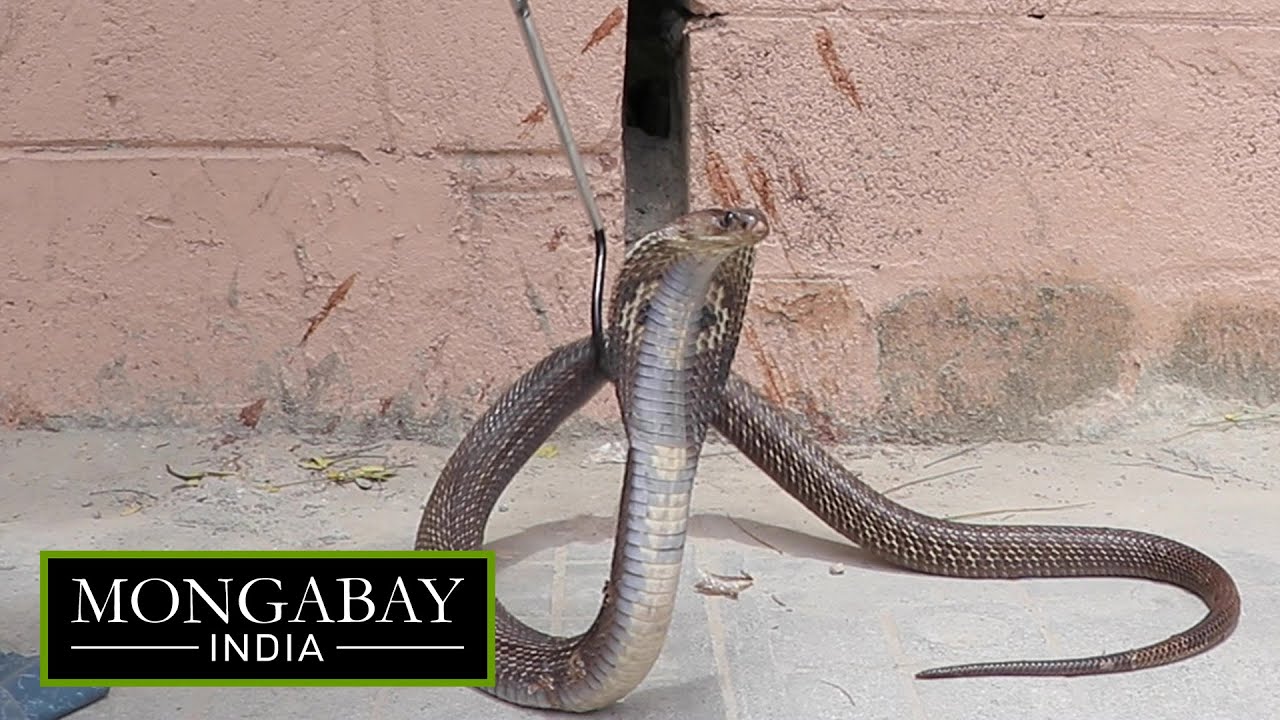 Snakes living with humans in a growing Bengaluru city - YouTube