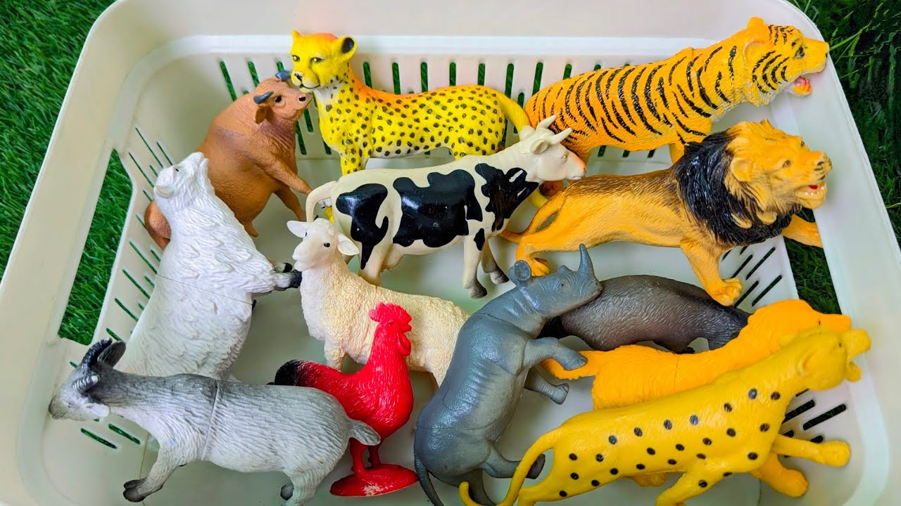 Kids Learn Wild & Farm Animals | Names and Habitats with Real Videos ...