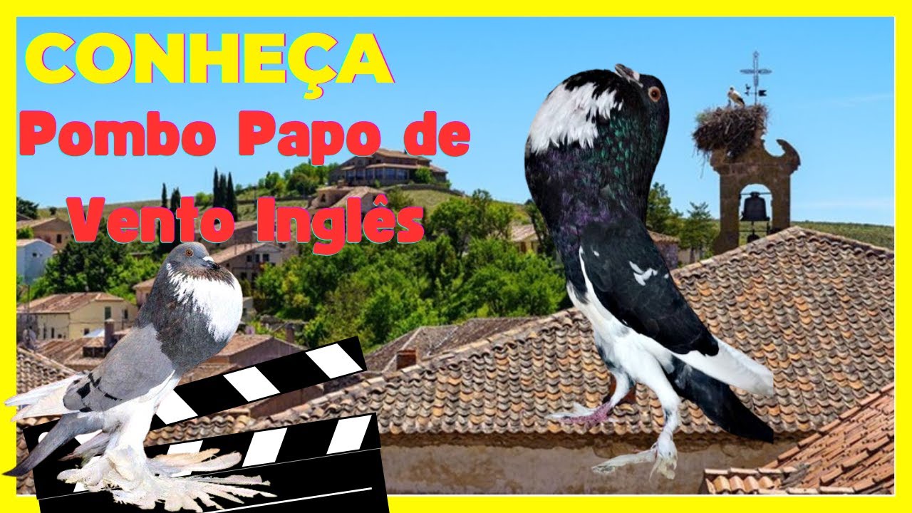 Papo de Vento Inglês, O que todo mundo deveria saber sobre essa ave ...