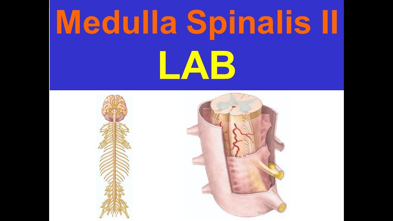 Medulla Spinalis II - YouTube