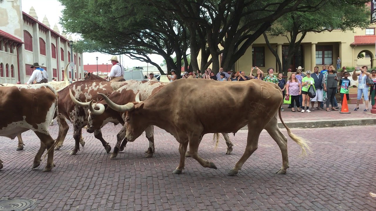 Genuine Texas Cowhands drive a herd of Texas Longhorns down Exchange ...