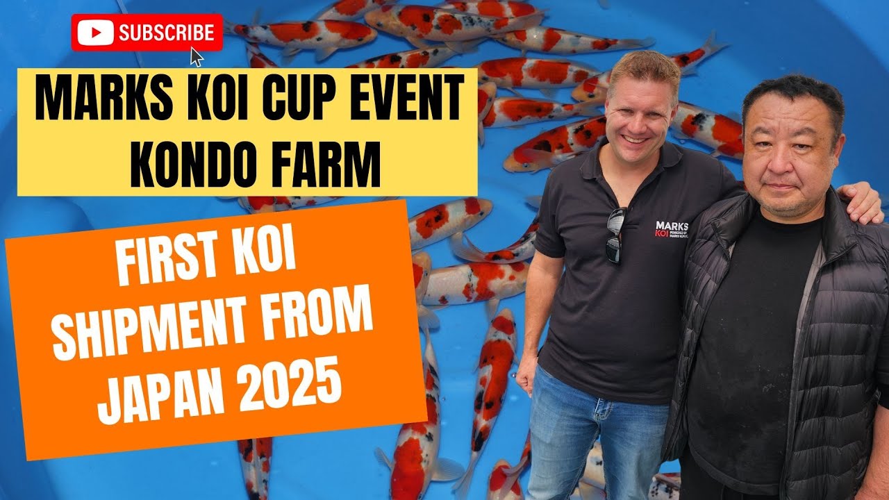 First Koi Shipment from Japan 2025. Marks Koi Cup Kondo farm event ...