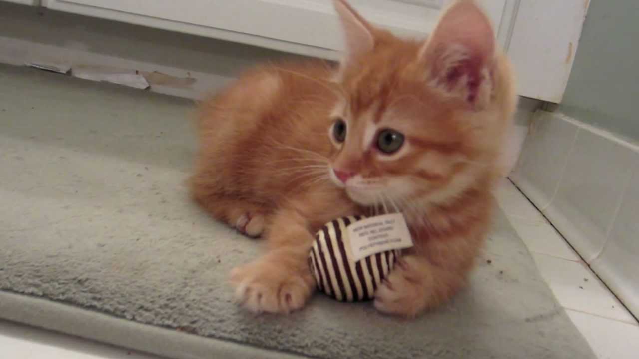 puffy kitten video 1 - YouTube