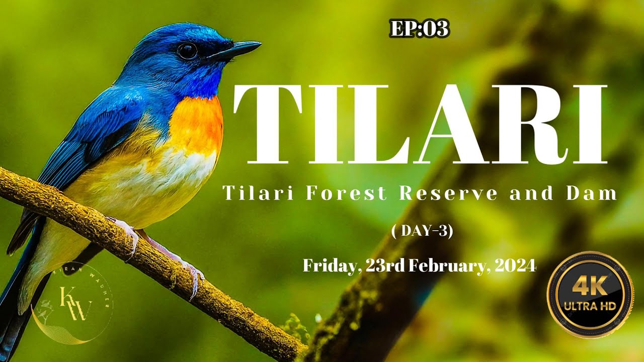 EP03 A Breathtaking Journey to Tilari Forest Reserve and Dam 1 - YouTube