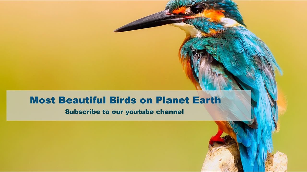 Most beautiful birds on planet earth - Most beautiful birds on planet ...