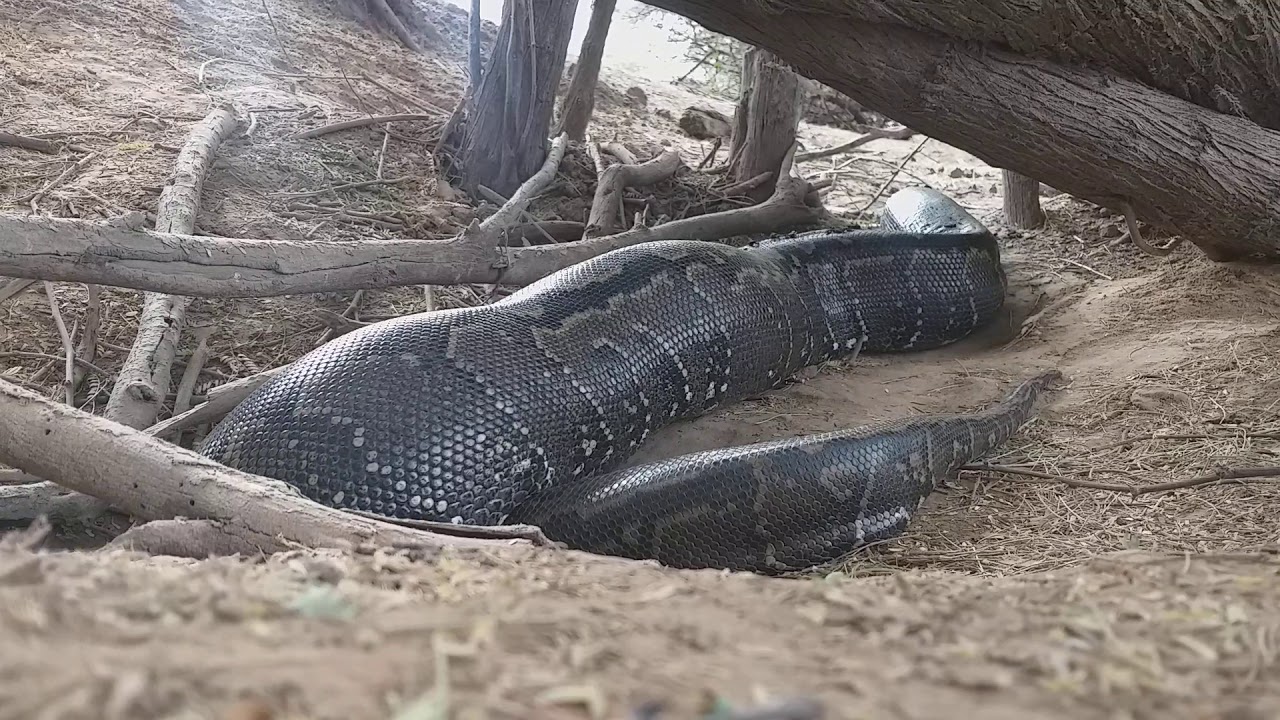 Python de seba - YouTube