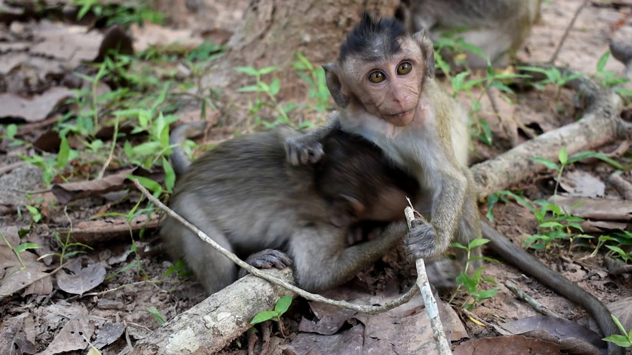 Adorable Monkey they do so cute /ak monkey zone/ - YouTube