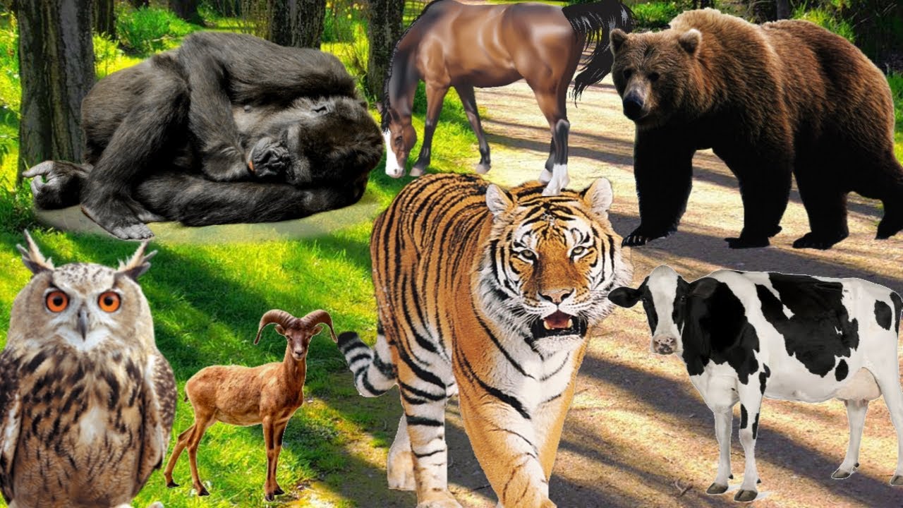 wild animals | animal video | cute animal | animals in forest | 4K ...