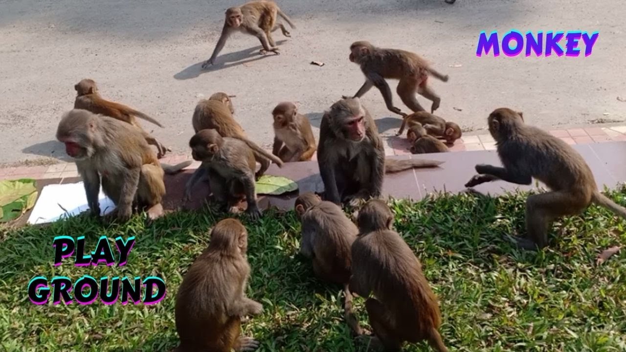 Funny and cute moments of BiBi and her friends | Monkey Funny Video ...