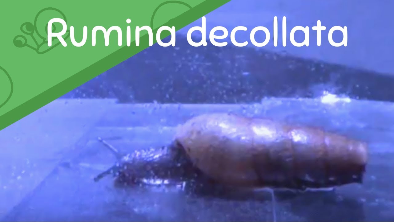 Decollate Snail (Rumina decollata) #1 - YouTube