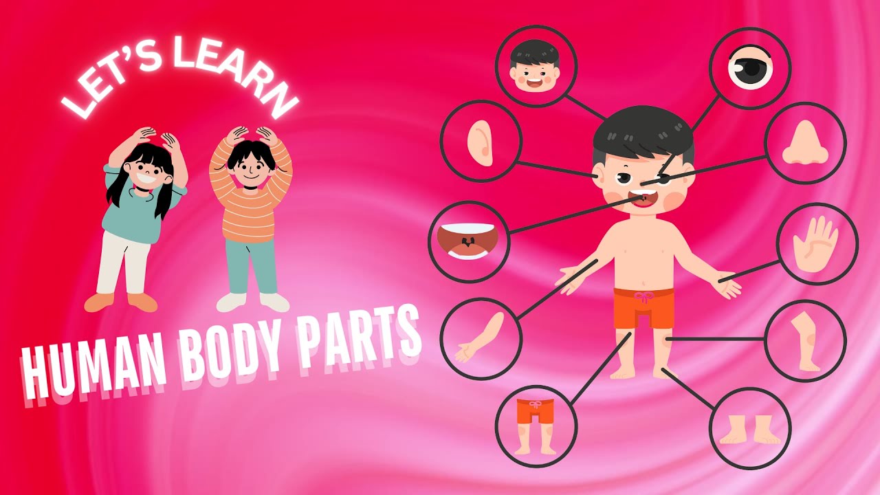 Body parts name | body parts song names for babies | Kids Rhymes ...
