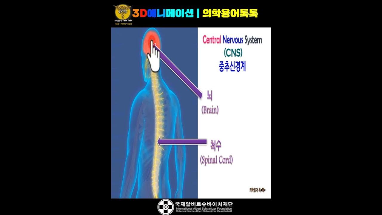 3d 애니메이션으로 쉽게 배우는 💡신경계 해부•생리 1분 톡톡 의학용어 Youtube