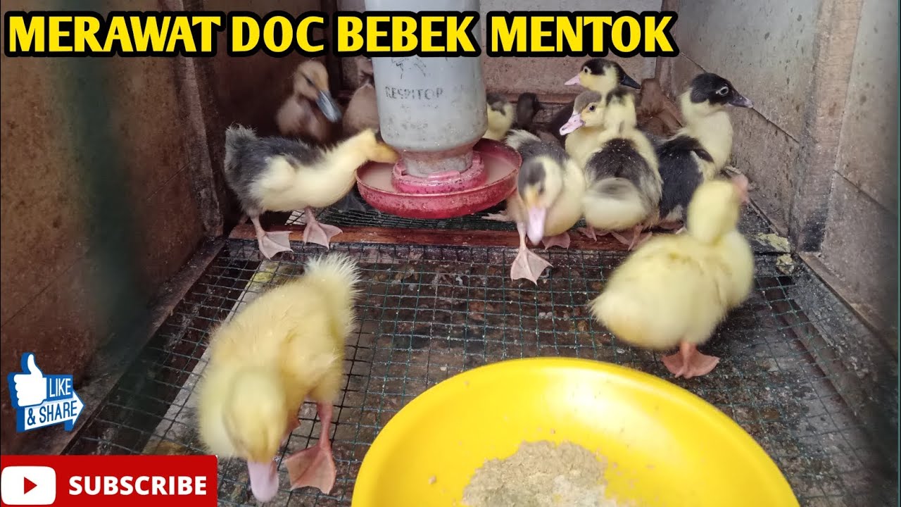di kandang peternak putra ABS selain ayam juga ternak mentok dan bebek ...